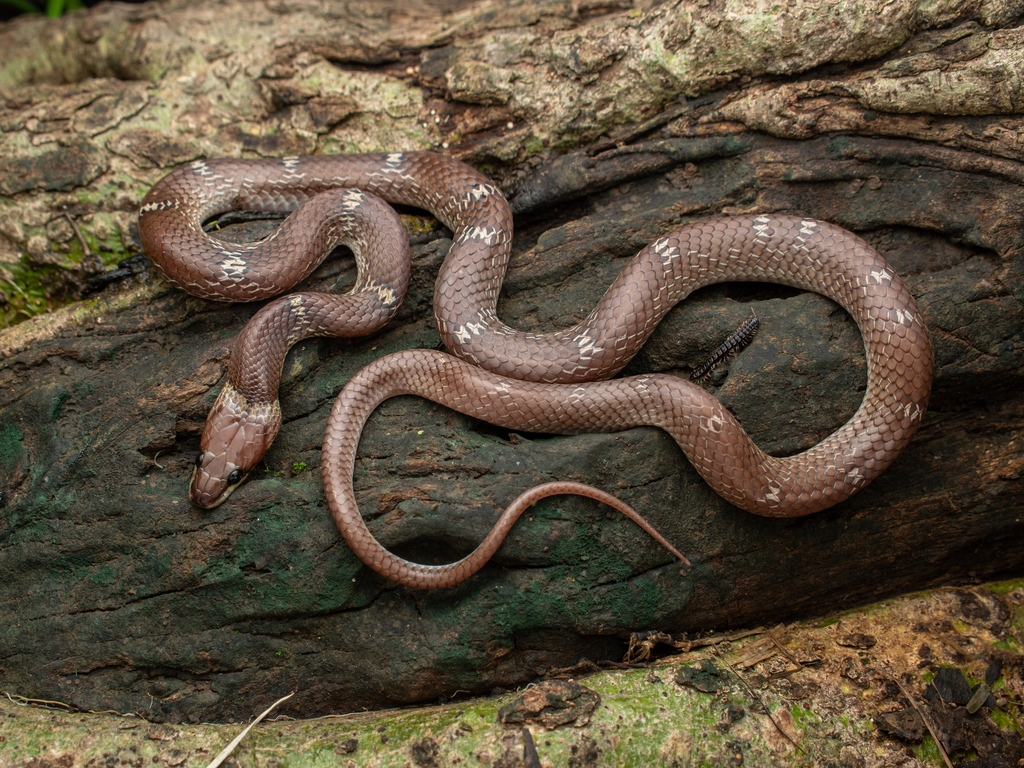 Indian Wolf Snake in July 2024 by Aadit Patel · iNaturalist