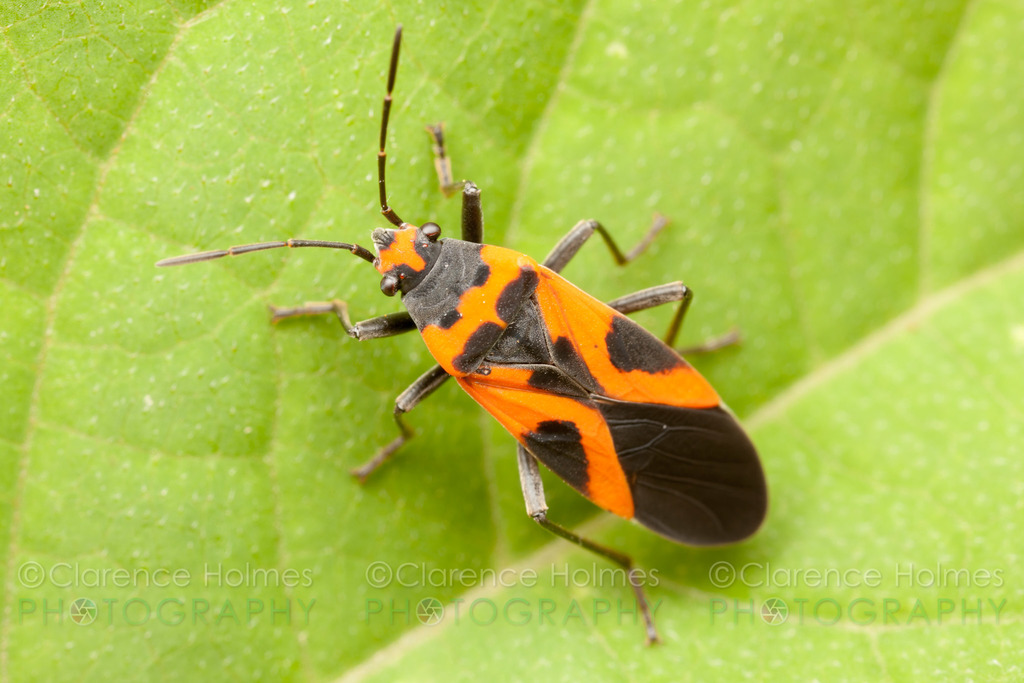 False Milkweed Bug Milkweed Bug | NC State Extension Publications