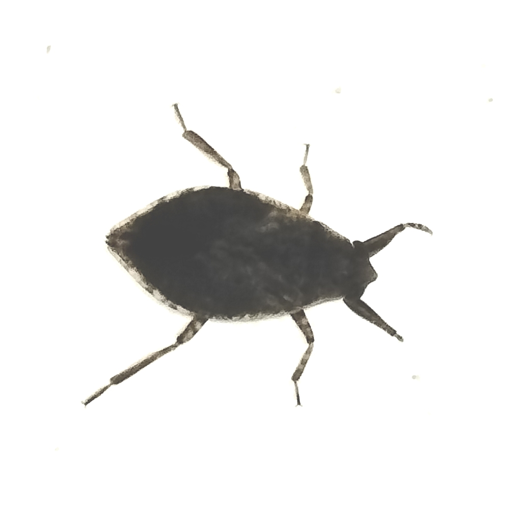 Giant Water Bugs from Park Brook Circle, Tallahassee, FL 32301, USA on ...