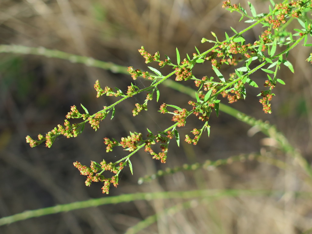 Hairy Pinweed from Elmer W. Oliver Nature Park on June 25, 2016 by ...