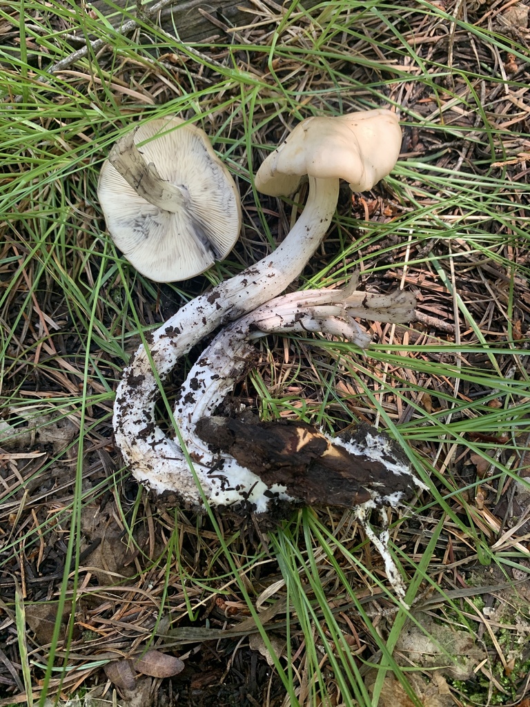 Lyophyllaceae in July 2024 by ewasiukb. Growing on dead Douglas fir ...