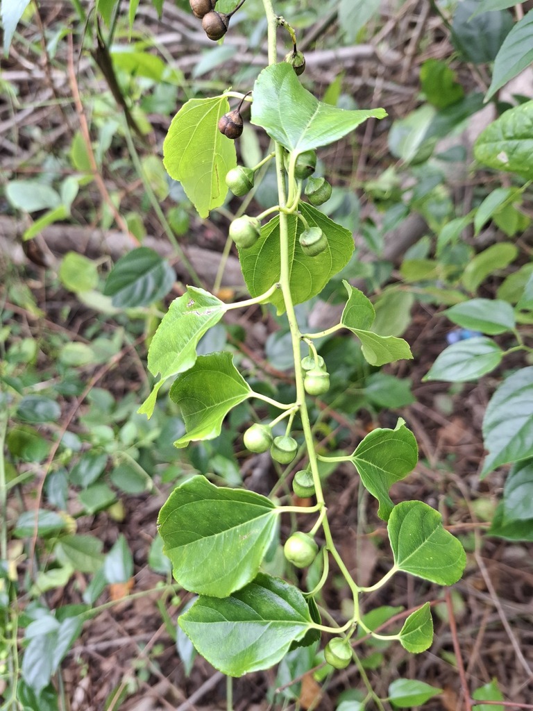 latherleaf from Vanuatu à Lowanatom on July 23, 2024 at 12:10 PM by ...