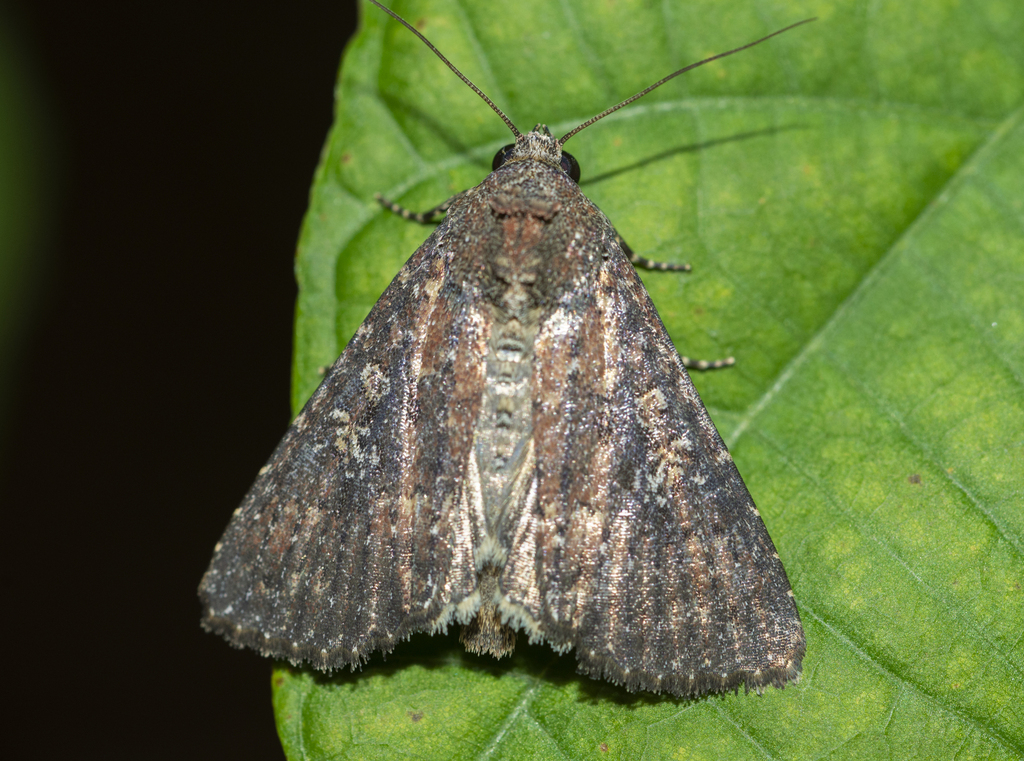 Condica from Nanthancodu, Thiruvananthapuram, Kerala, India on July 22 ...