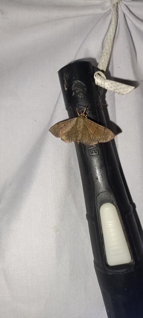 Pearl Moths from Lohit, IN-AR, IN on July 22, 2024 at 10:15 PM by Monoj ...