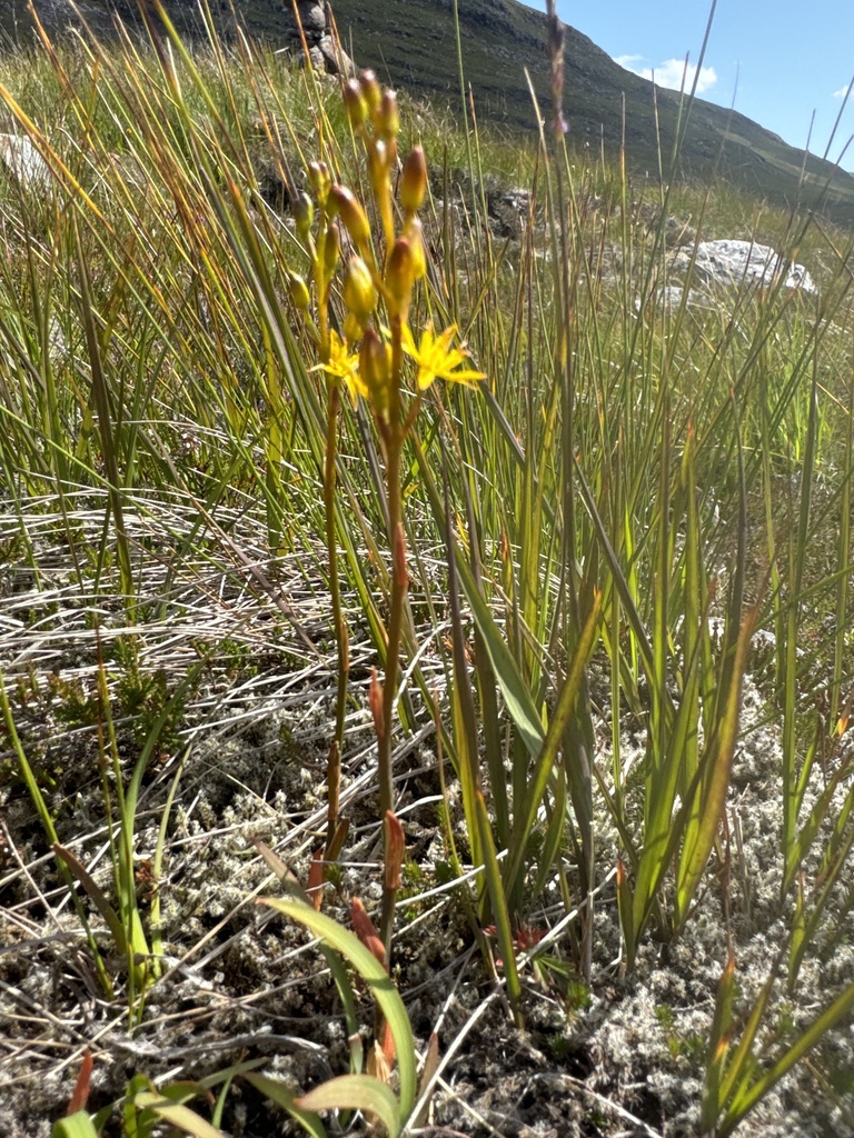 bog asphodel from Wester Ross, Strathpeffer and Lochalsh Ward ...