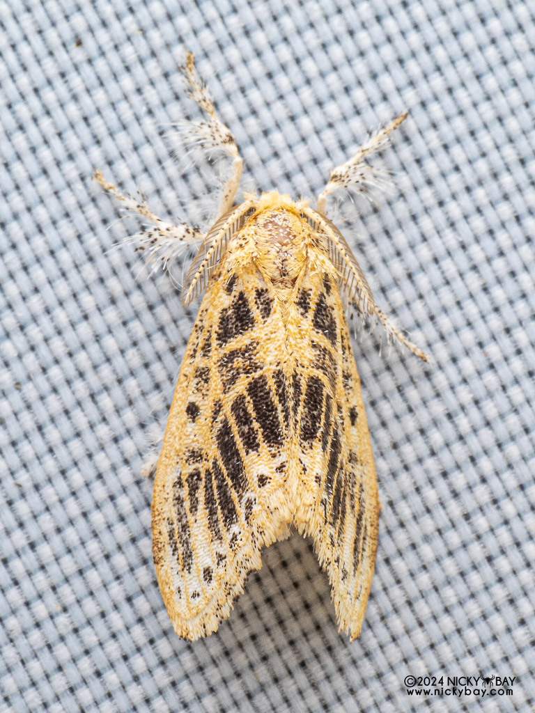 Medama megerata from Jalan Peninjau, Bukit Fraser, 49000 Bukit Fraser ...