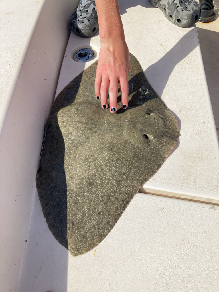 Lessa's Butterfly Ray from Topsail Sound, Topsail Beach, NC, US on July ...