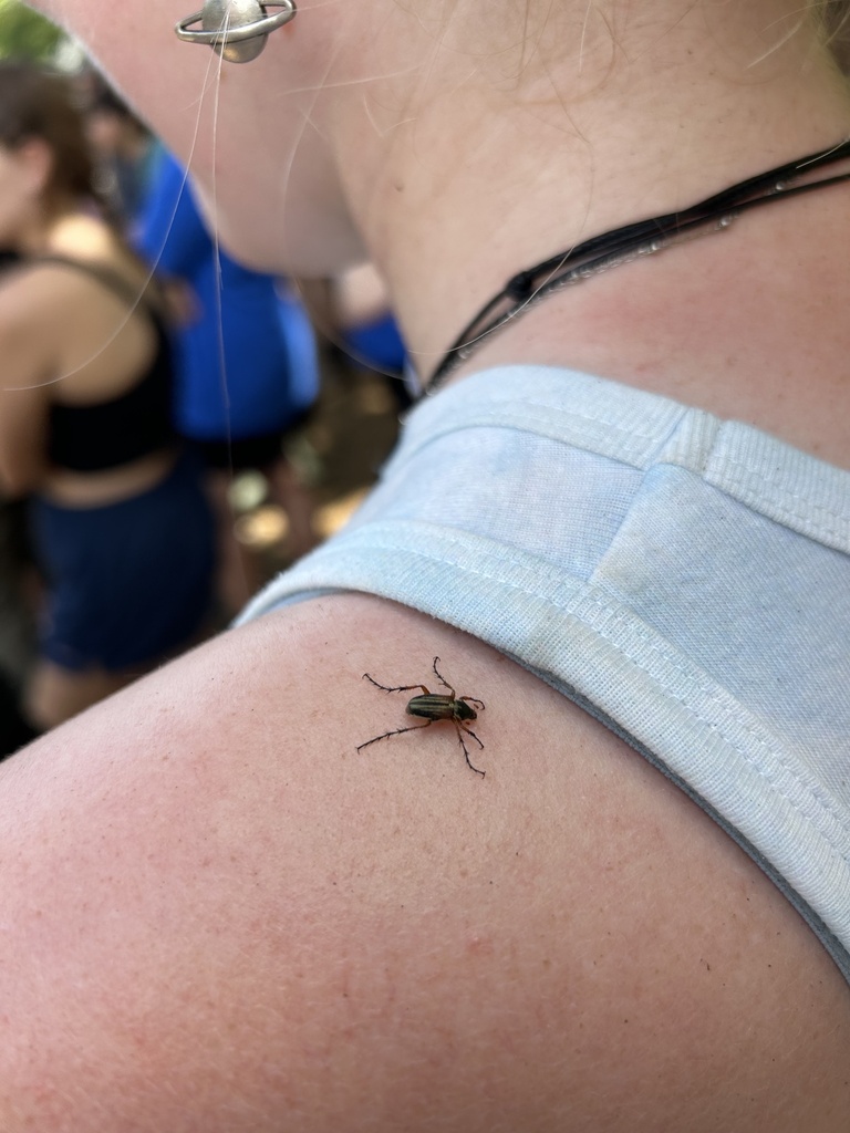 Winged and Once-winged Insects from Calle Quebrada Seca, Santa Cruz ...