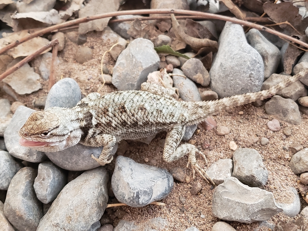 Lined Spiny Lizard from Lerdo, Durango, Mexico on June 2, 2019 at 04:35 ...
