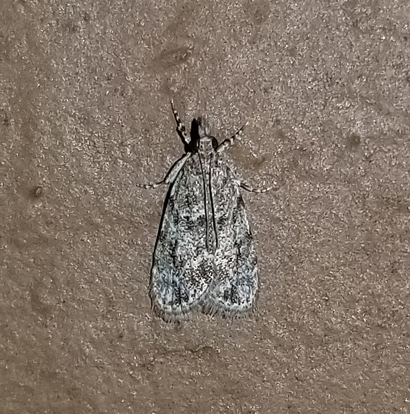 Many-spotted Scoparia Moth from Fentress County, TN, USA on July 22 ...