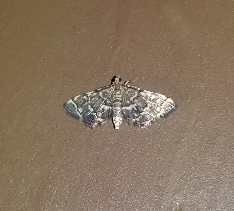 Yellow-spotted Webworm Moth from Fentress County, TN, USA on July 22 ...