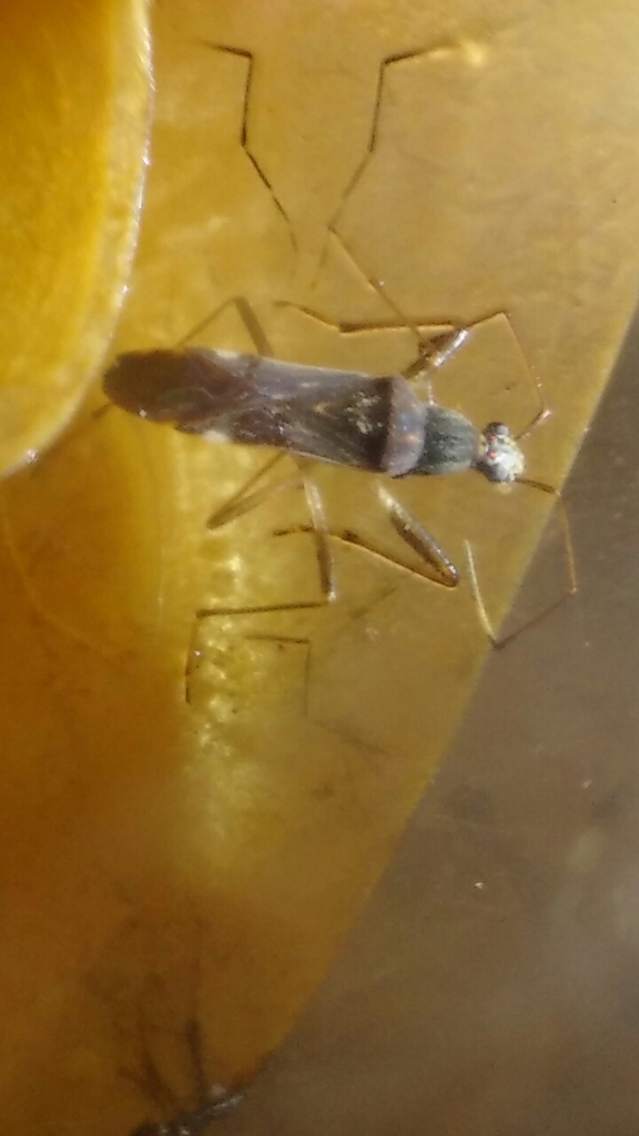 True Bugs from San José, El Carmen, 10101, Costa Rica on July 23, 2024 ...