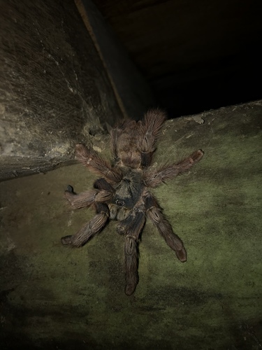Orange Tree Tarantulas (Genus Pseudoclamoris) · iNaturalist