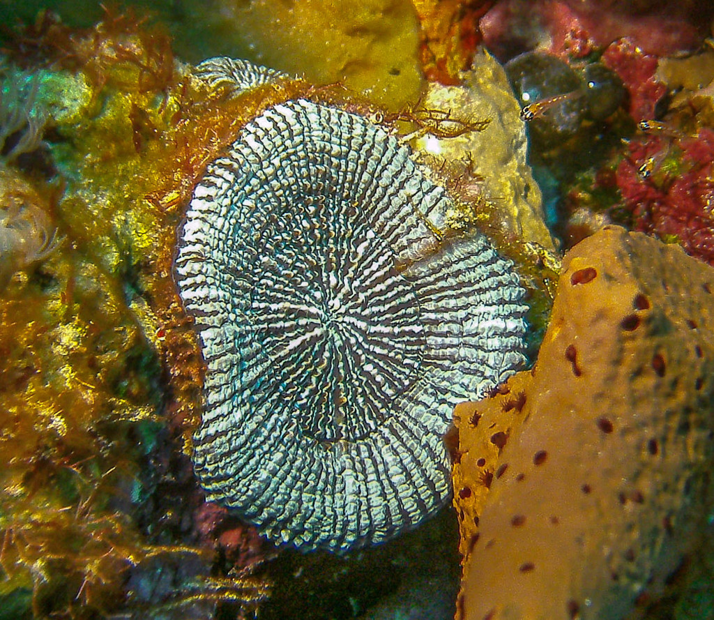 Solitary Coral