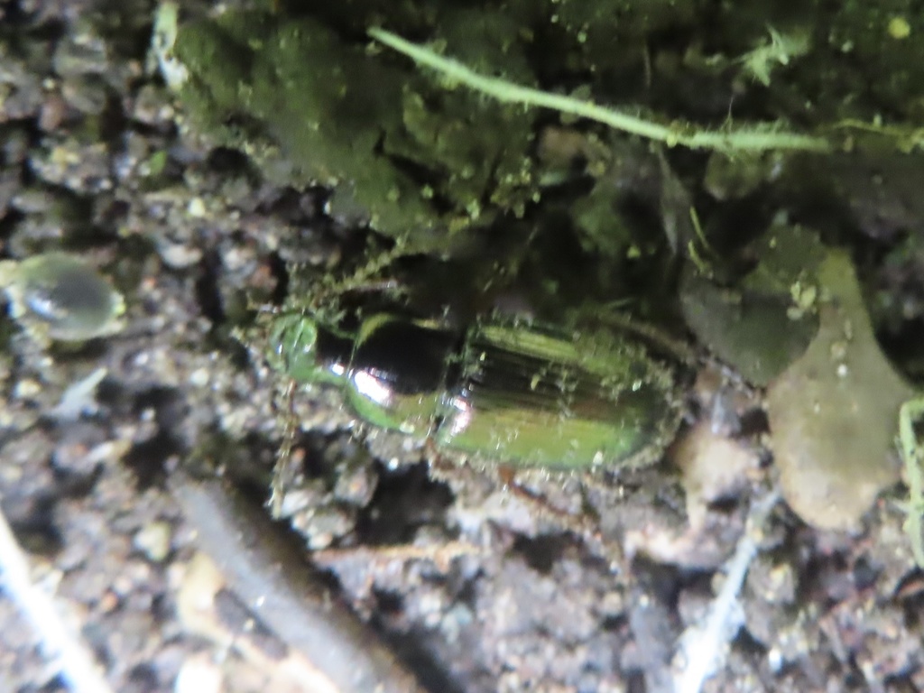 Ground Beetles from Green St, Saugeen Shores, ON, CA on July 23, 2024 ...