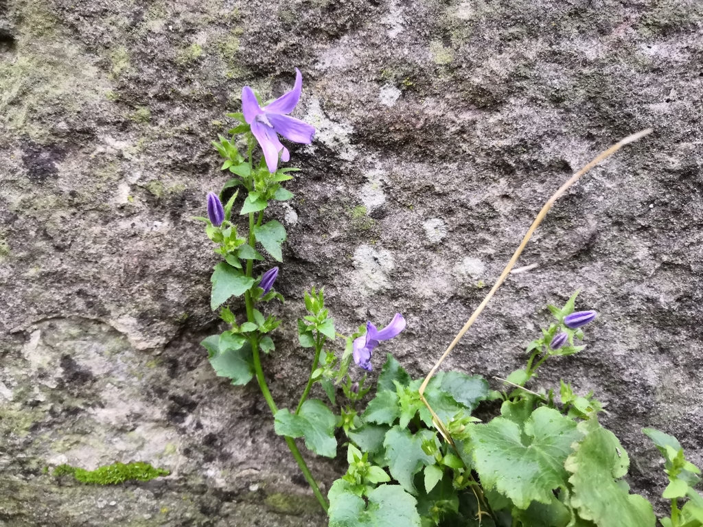 Trailing bellflower from 英国邓巴顿 on January 12, 2019 at 12:53 PM by ...
