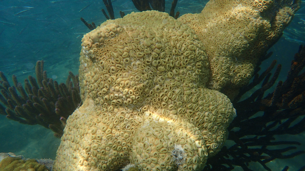 Caribbean Sea Mat from Monroe County, FL, USA on March 4, 2019 at 11:09 ...