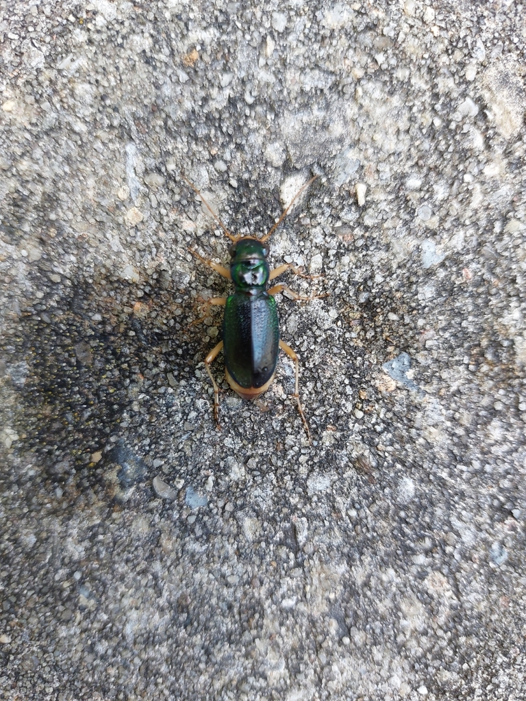 Virginia Metallic Tiger Beetle from Elkton, MD 21921, USA on July 23 ...