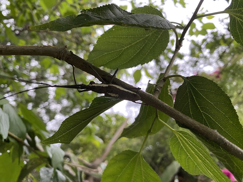 Fig Tree Borer from Coyotepec, Pue., MX on July 23, 2024 at 06:47 PM by ...