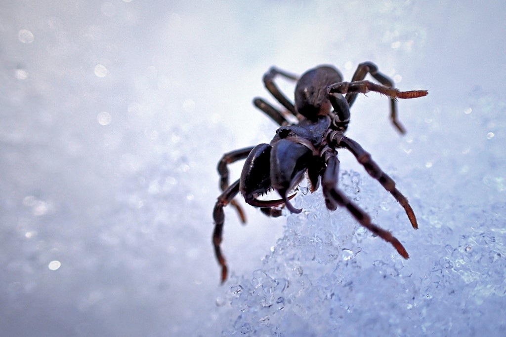 Purse-web Spider from Provincia di Avellino, Italia on January 21, 2017 ...
