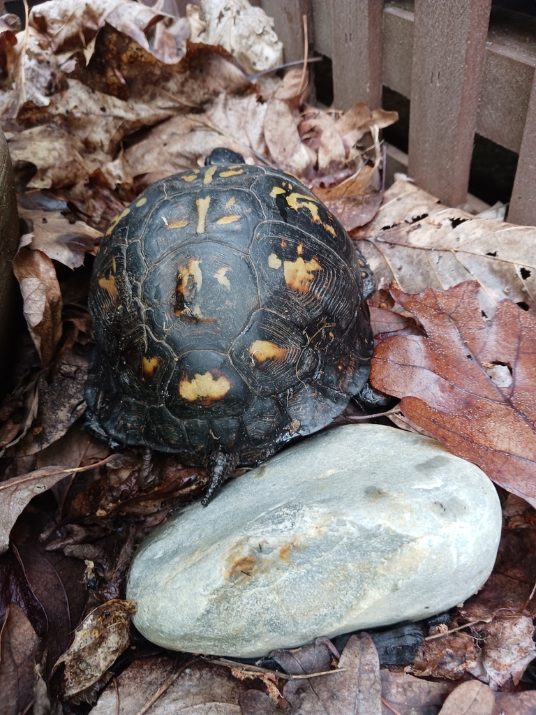 Eastern Box Turtle in July 2024 by Amy Petersen. Turtle · iNaturalist
