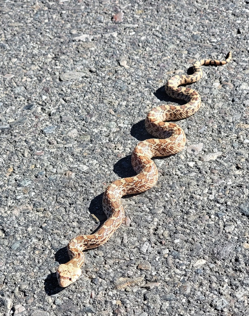 Sonoran Gopher Snake from Pima County, AZ, USA on October 29, 2022 at ...