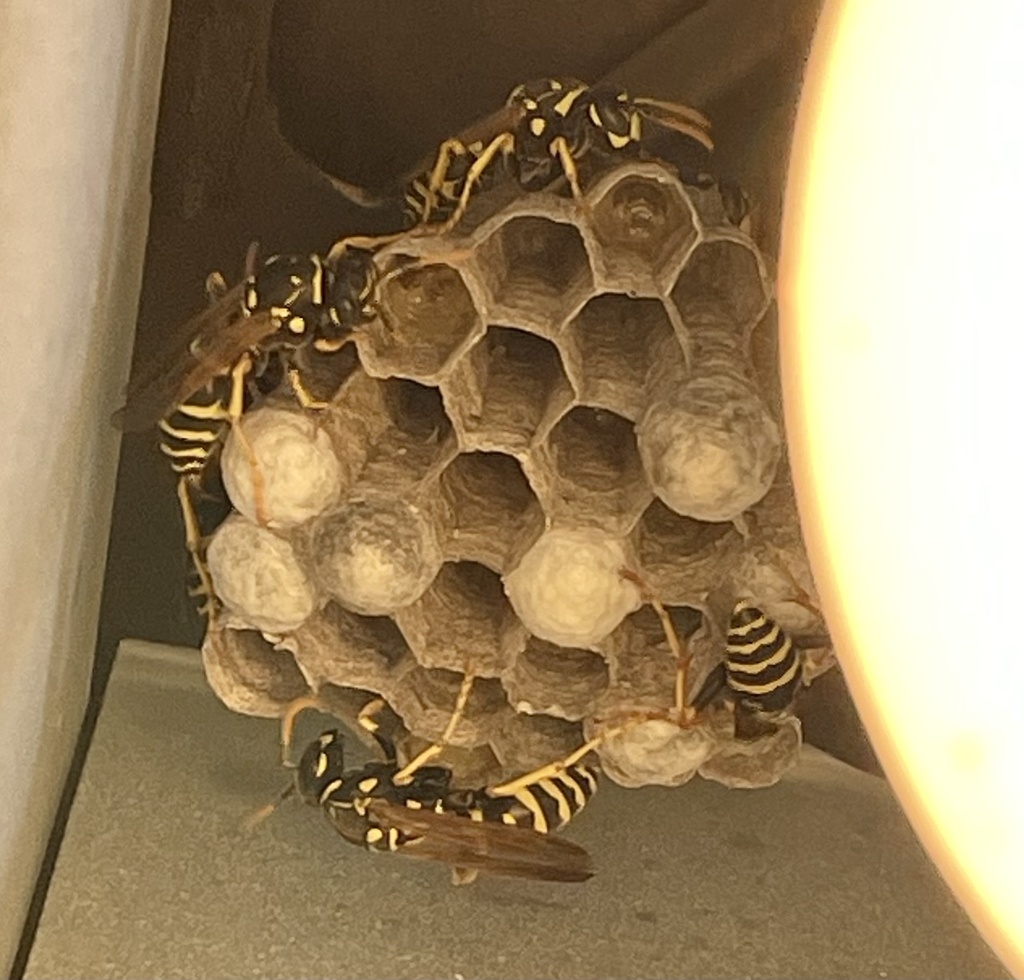 European Paper Wasp from Eighth Pl NE, Lake Stevens, WA, US on July 23 ...