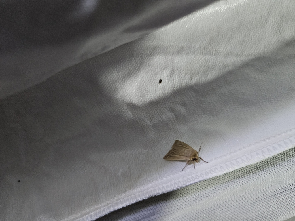 Lesser Wainscot from Cascade-Chipita Park, CO, USA on July 23, 2024 at ...