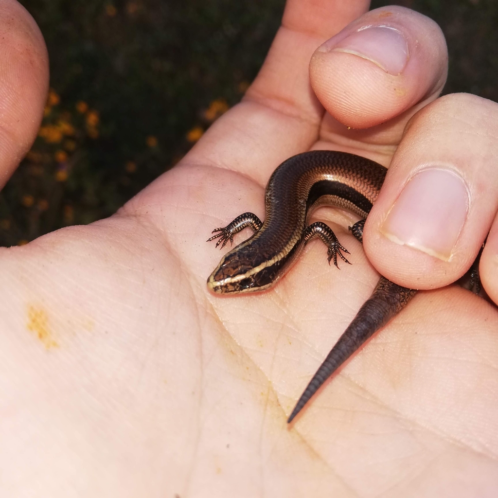 Shortnose Skink from San Miguel, 48200 Talpa de Allende, Jal., México ...