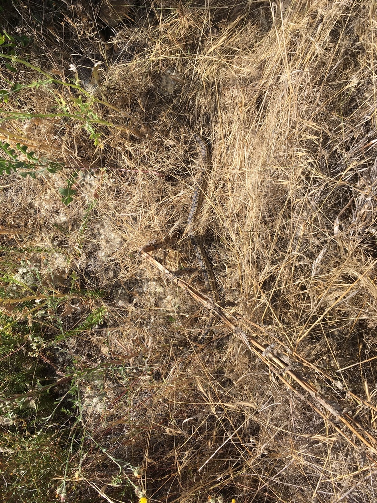 Gopher Snake from 92127, San Diego, CA, US on 05 June, 2019 at 10:31 AM ...