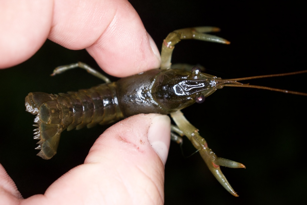 Northern Clearwater Crayfish from Petawawa River, Nipissing ...