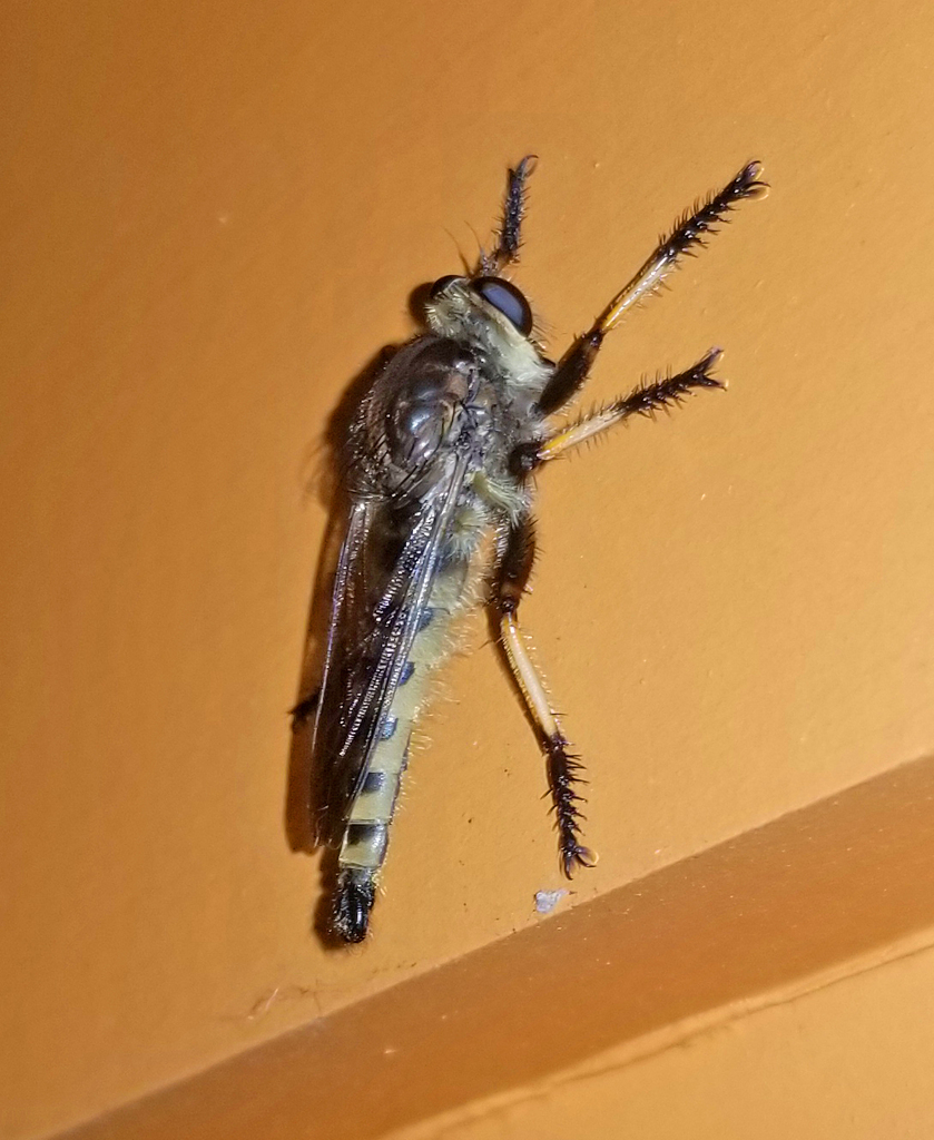 Red-footed Cannibal Fly from Fentress County, TN, USA on July 23, 2024 ...