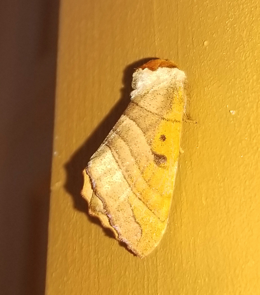 Spotted Datana Moth from Fentress County, TN, USA on July 24, 2024 at ...