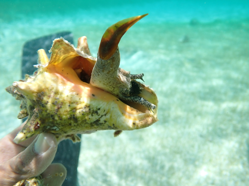 Queen Conch from Saint-Barthélemy on July 23, 2024 at 11:25 AM by Karl ...