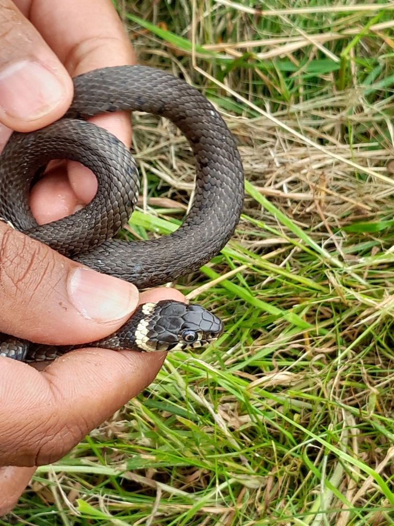 barred grass snake from Bewdley DY12 2LR, UK on July 24, 2024 at 02:25 ...