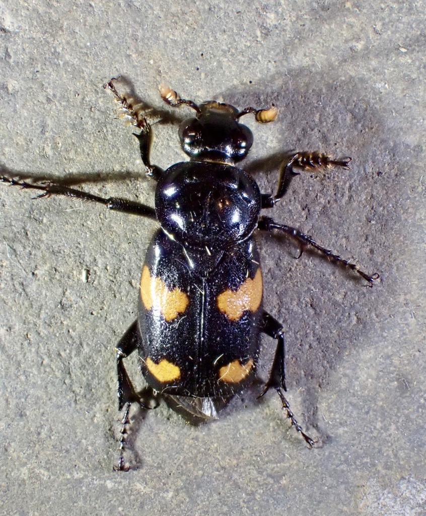 Roundneck Sexton Beetle from 1011 East West Rd, Pelee Island, ON N0R ...