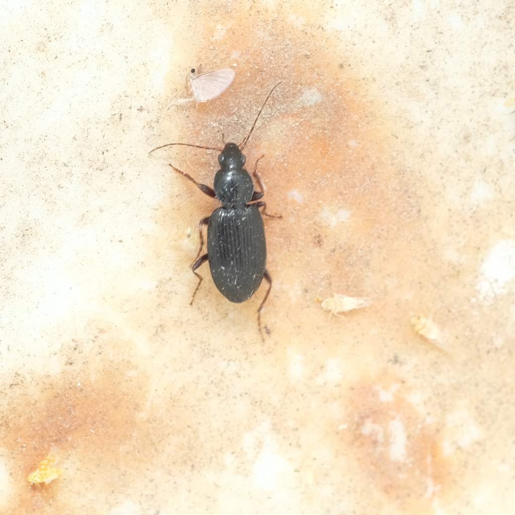 Agonum punctiforme in July 2024 by tadamcochran · iNaturalist