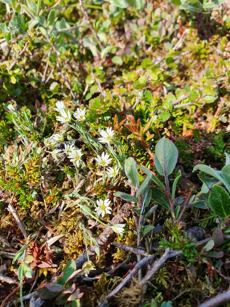 Longstalk starwort from Sermersooq Municipality, Greenland on July 2 ...