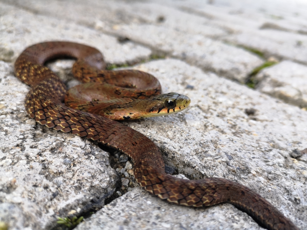 Big-eyed Bamboo Snake from 云南省德宏傣族景颇族自治州盈江县苏典傈僳族乡大丫口 on May 28, 2019 at ...