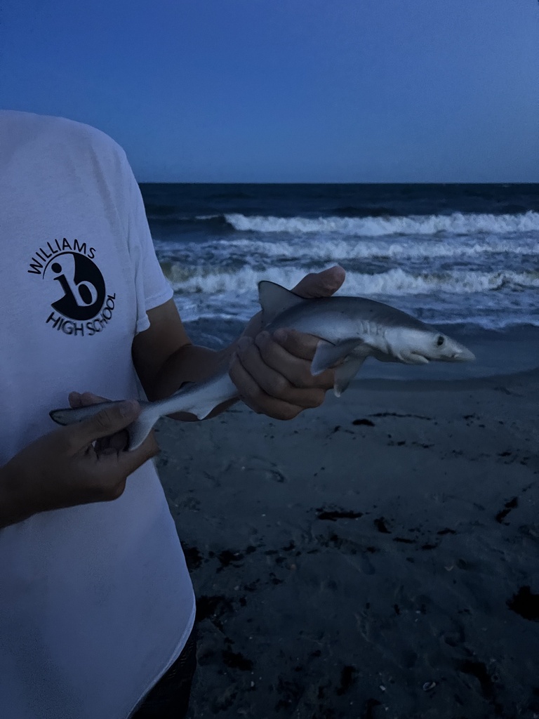 Atlantic Sharpnose Shark from Holden Beach, NC, US on July 21, 2024 at ...