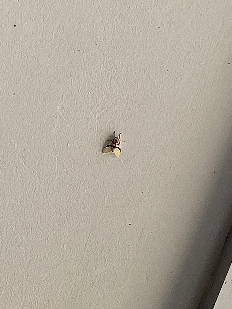 Idalus herois from Troncal Amazónica, Pastaza, Pastaza, EC on July 24 ...