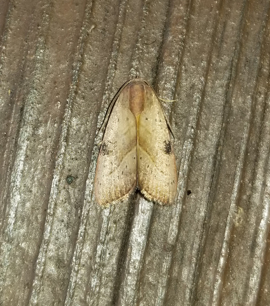 Wedgling Moth from Fentress County, TN, USA on July 22, 2024 at 08:46 ...