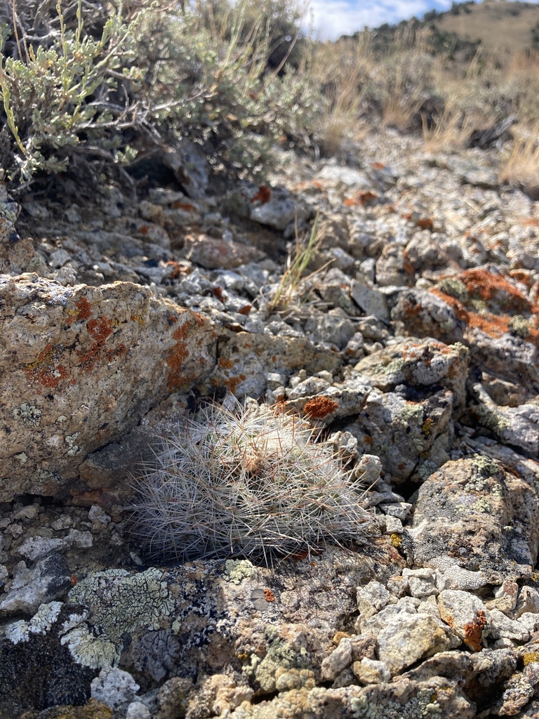 Mountain Ball Cactus from Nye County, US-NV, US on July 22, 2024 at 09: ...