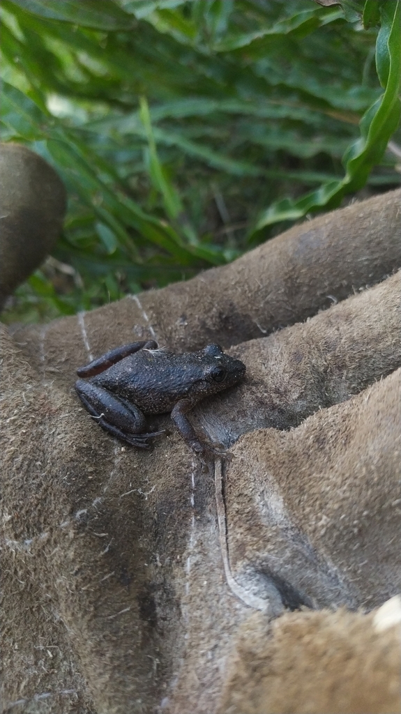 Argentine Snouted Tree Frog from 33000 Departamento de Treinta y Tres ...