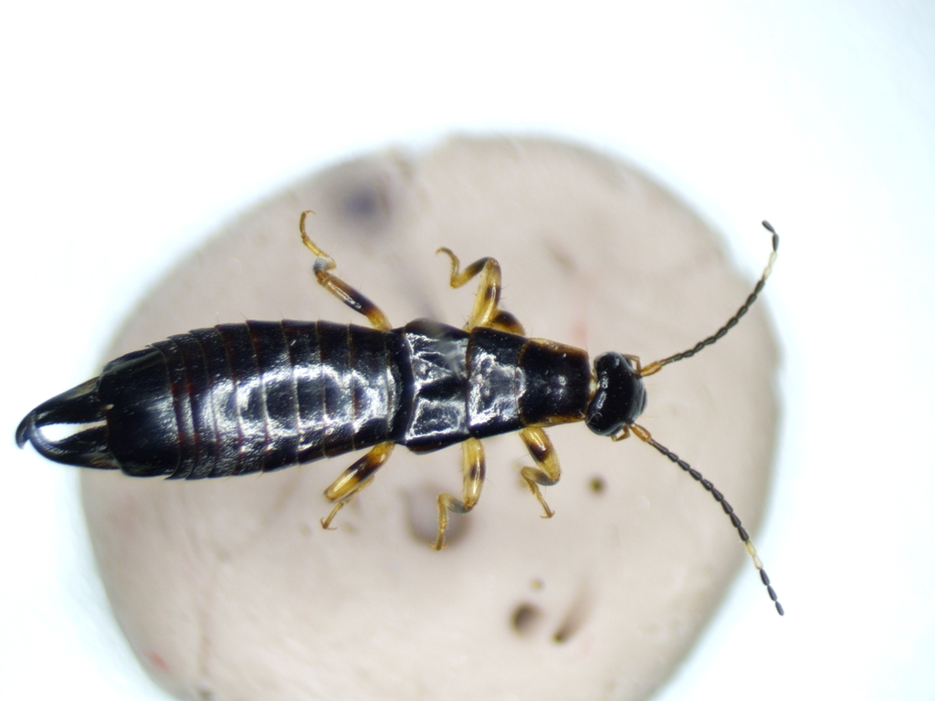 Ring-legged Earwig from Lambton County, ON, Canada on June 27, 2024 at ...