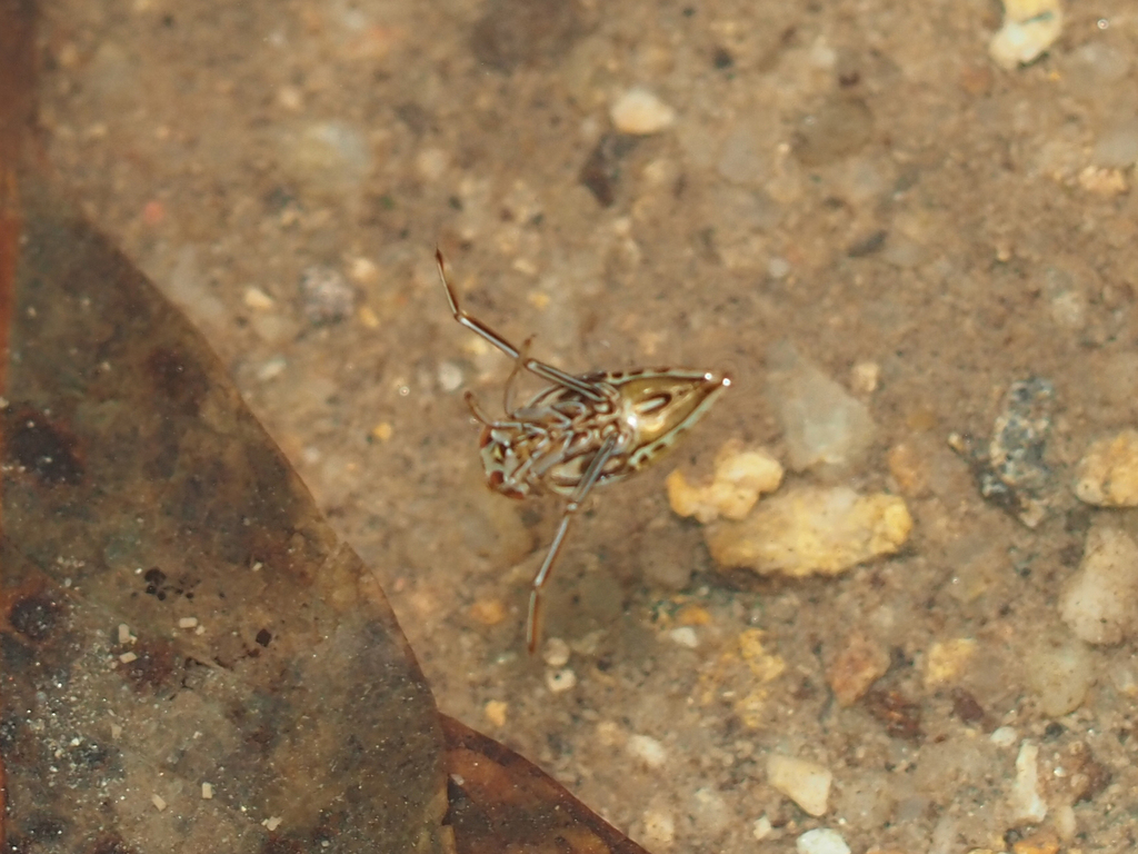 Enithares from 澳門嘉模堂區 on July 24, 2024 at 08:41 PM by Kit Chang ...