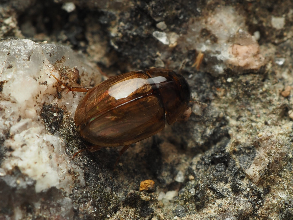 Enochrus from 澳門嘉模堂區 on July 24, 2024 at 09:40 PM by Kit Chang ...
