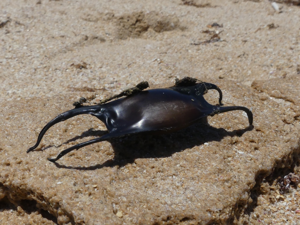 Undulate Skate in July 2024 by Alberto Moreno · iNaturalist