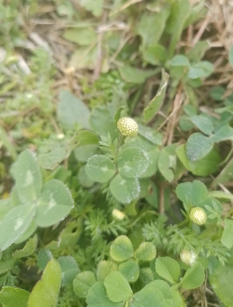 Common Cotula from FH54+XC, Cdad. Autónoma de Buenos Aires, Argentina ...