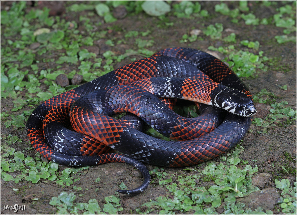 coral falsa brillante en mayo de 2019 por Jake Scott · NaturaLista Colombia